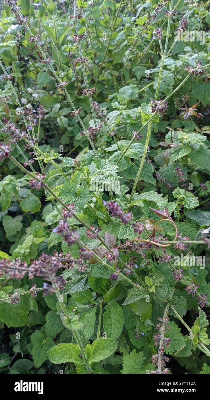 Nile Sage (Salvia nilotica Stock Photo - Alamy