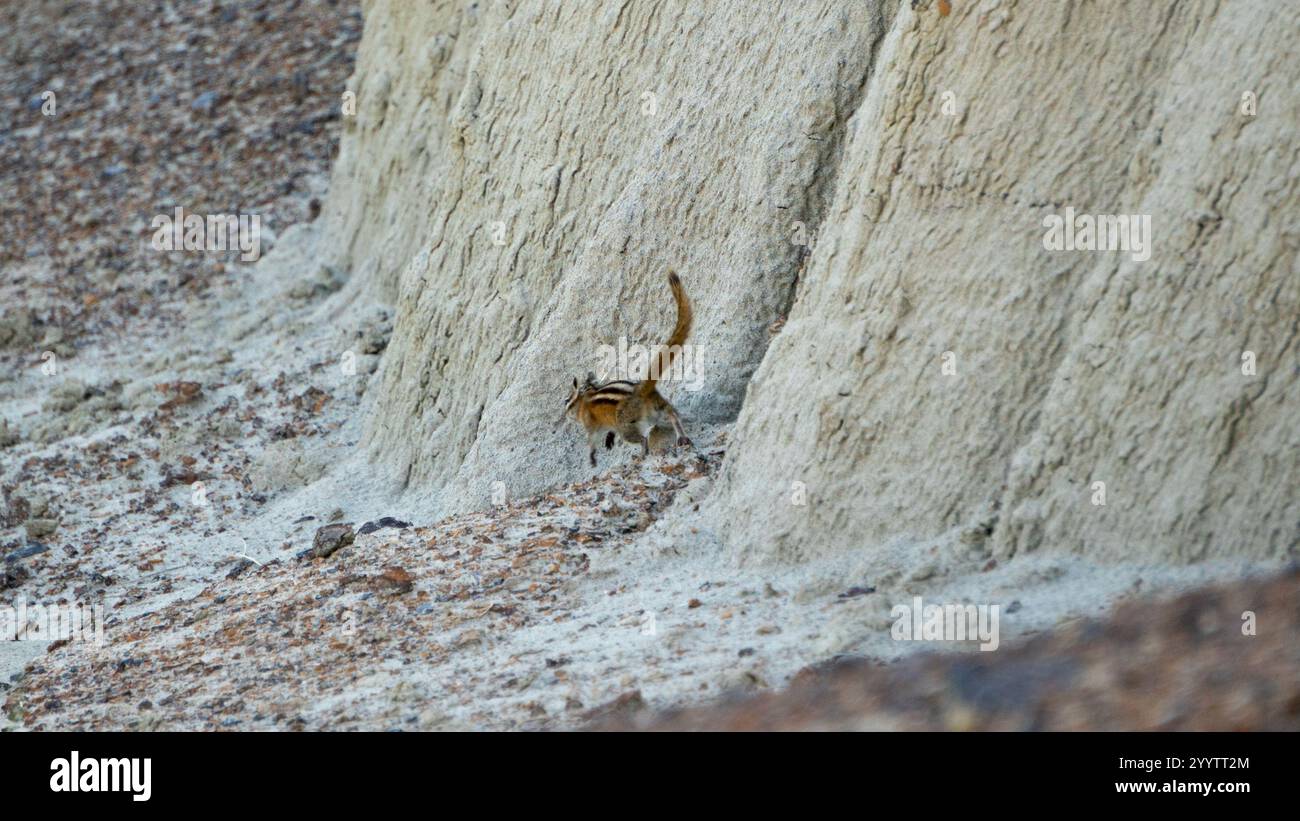 Least Chipmunk (Neotamias minimus Stock Photo - Alamy