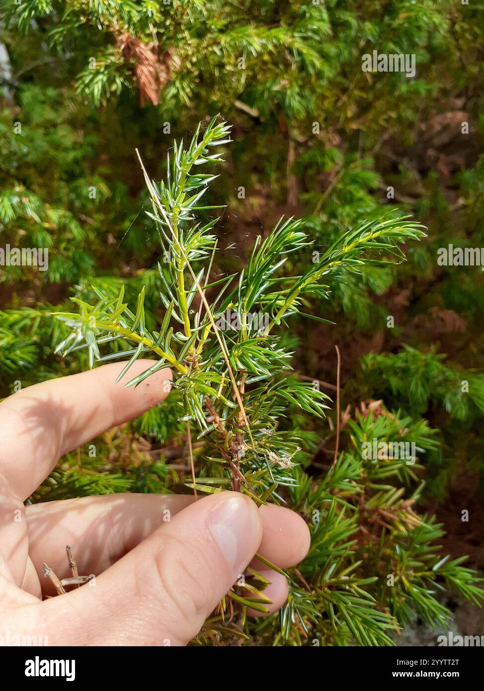 common juniper (Juniperus communis Stock Photo - Alamy