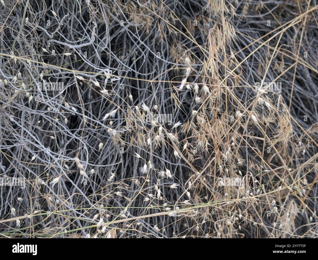 Sand Ricegrass (Eriocoma hymenoides Stock Photo - Alamy