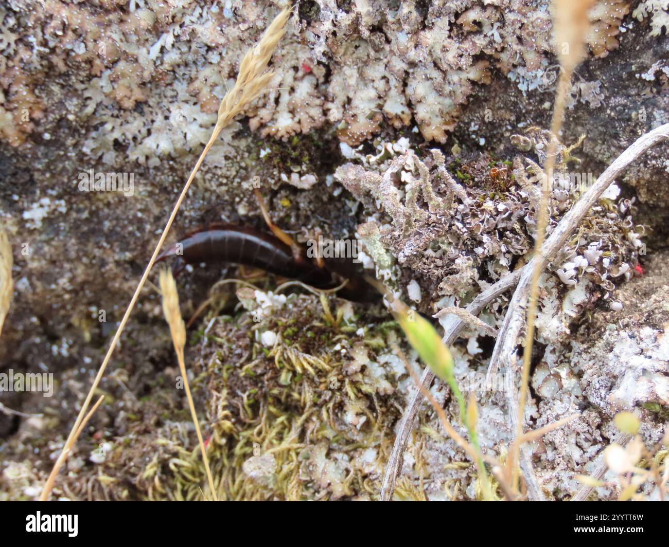 Anisolabis maritima hi-res stock photography and images - Alamy