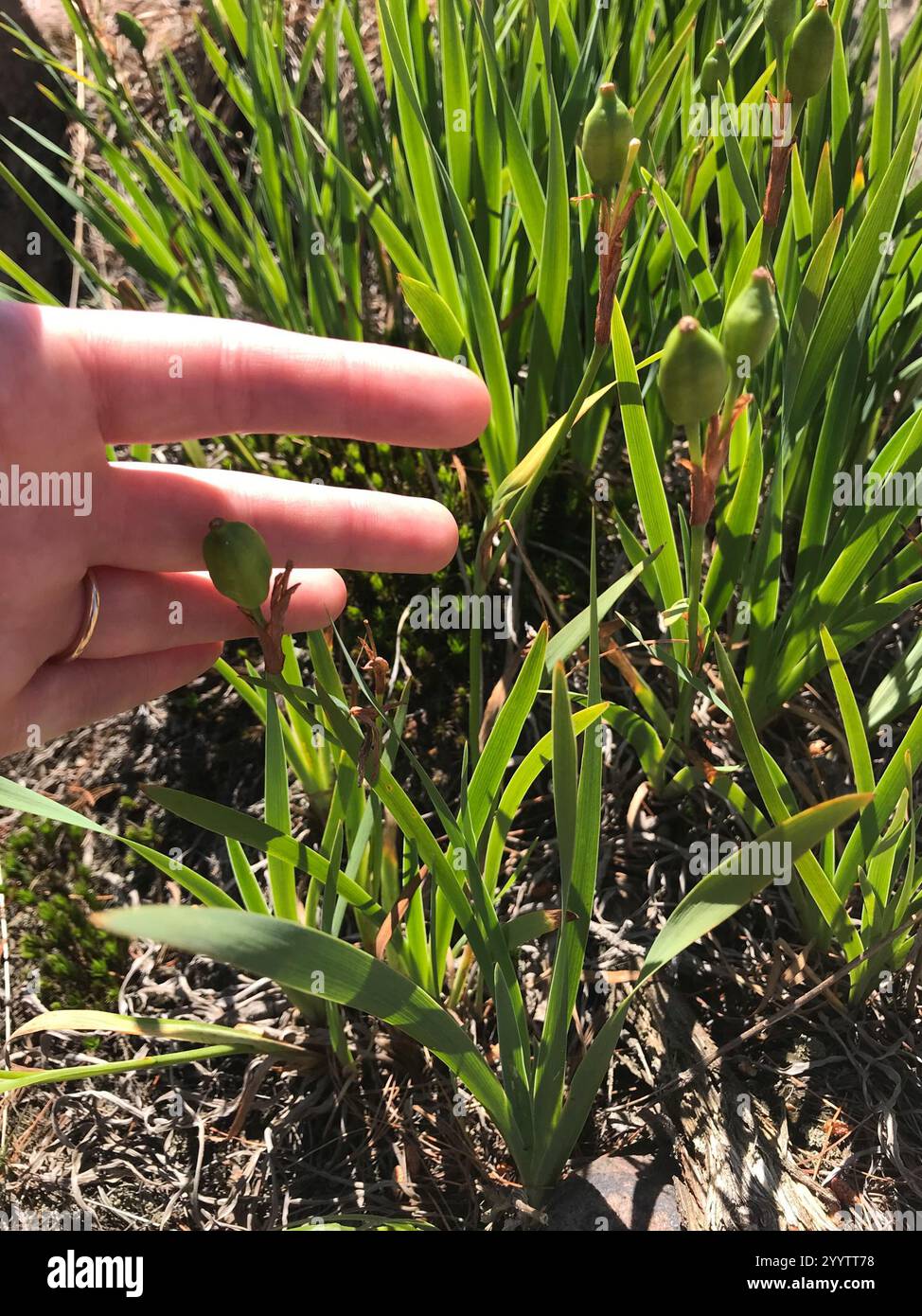 Common Beardless Irises (Limniris Stock Photo - Alamy