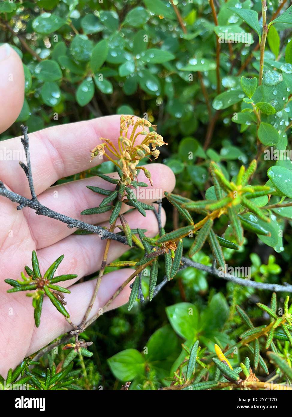 marsh Labrador tea (Rhododendron tomentosum Stock Photo - Alamy