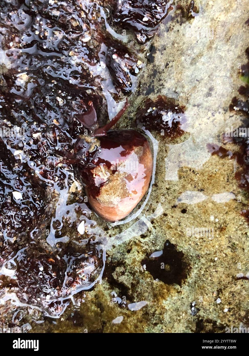 Tegula brunnea hi-res stock photography and images - Alamy