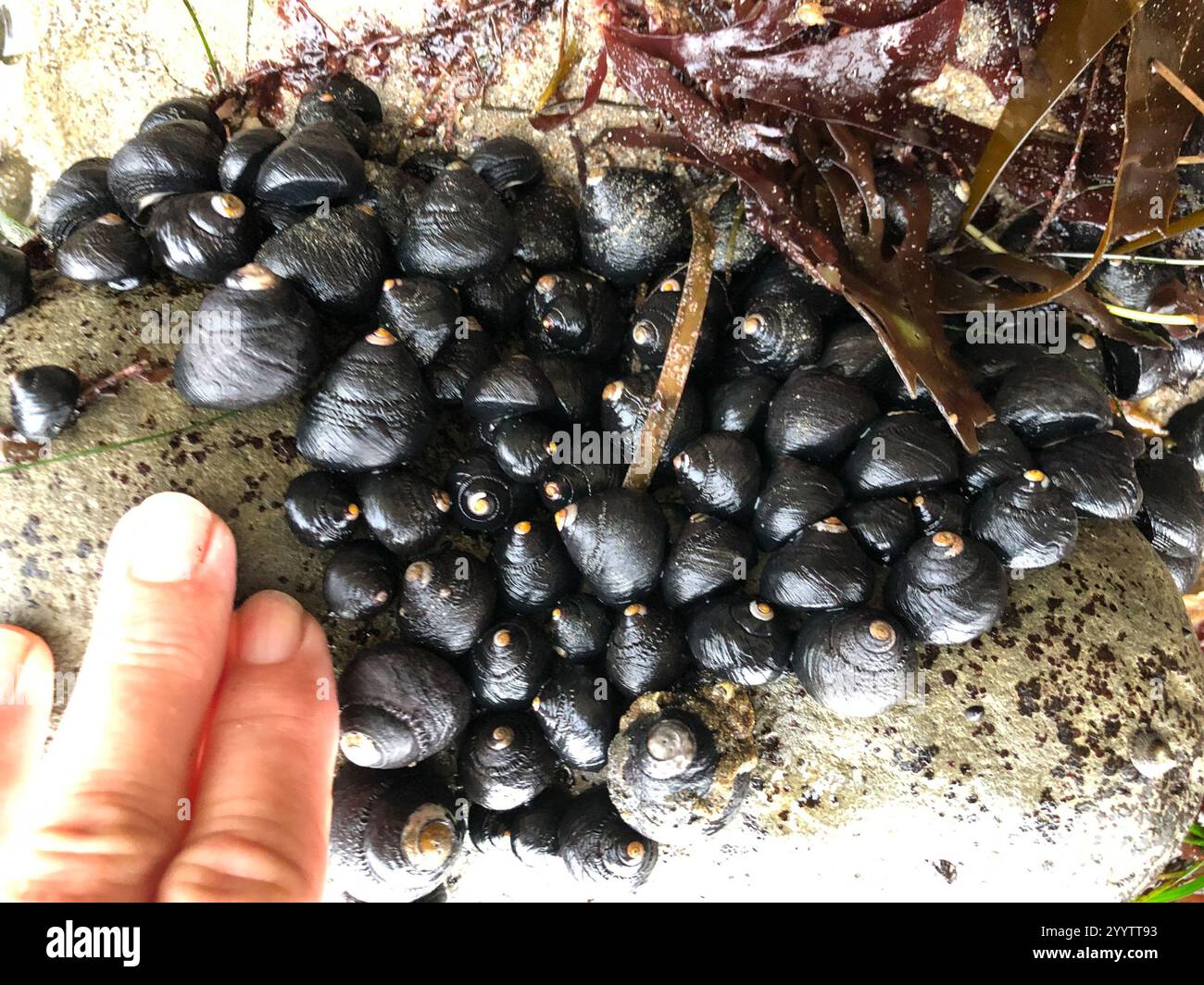Black Tegula (Tegula funebralis Stock Photo - Alamy