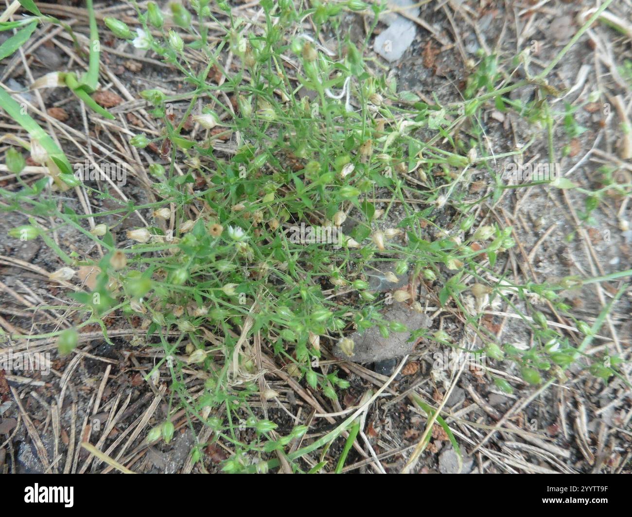 Red Sand Spurrey (Spergularia rubra Stock Photo - Alamy