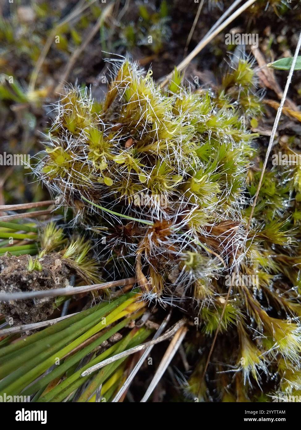 Heath Star-moss (Campylopus introflexus Stock Photo - Alamy