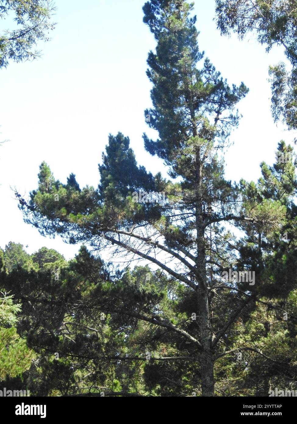 Monterey pine (Pinus radiata Stock Photo - Alamy