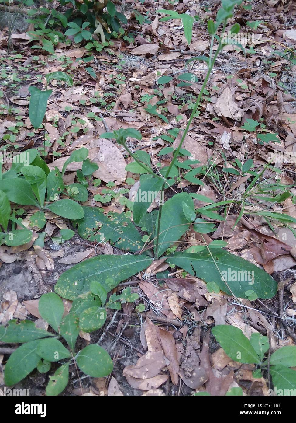 leafy elephant's-foot (Elephantopus carolinianus Stock Photo - Alamy