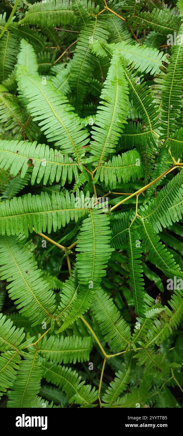 Gleichenella pectinata hi-res stock photography and images - Alamy