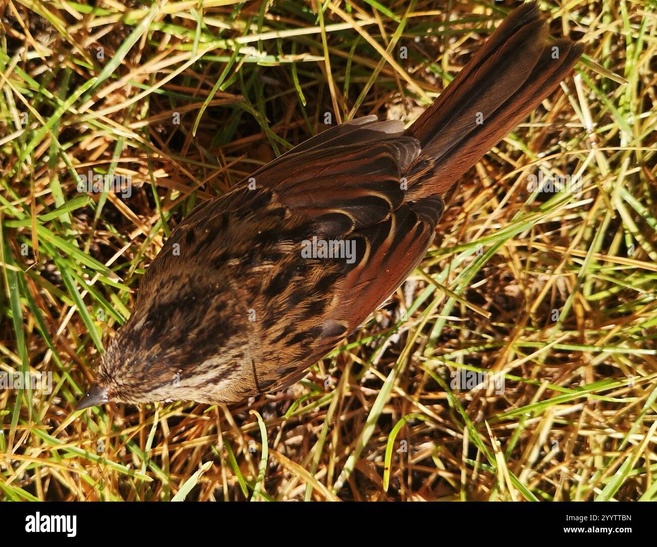 New World Sparrows (Passerellidae Stock Photo - Alamy