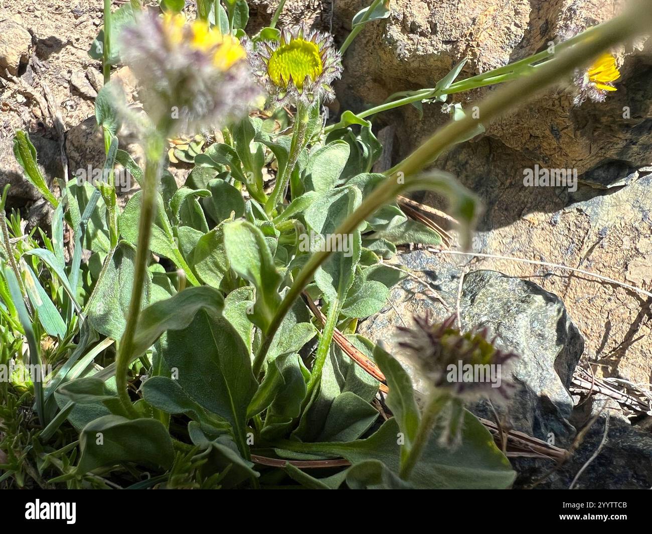 Alpine Yellow Fleabane (Erigeron aureus Stock Photo - Alamy
