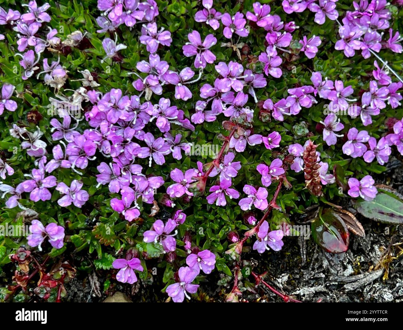 Moss Campion (Silene acaulis Stock Photo - Alamy