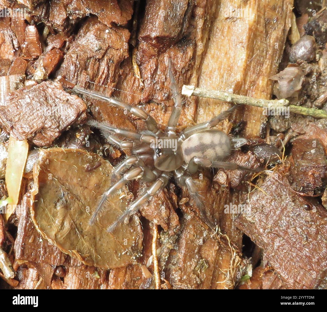 Banded Tunnelweb Spiders (Hexathele Stock Photo - Alamy
