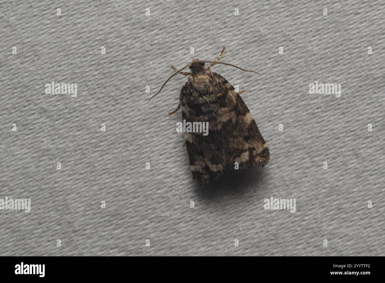 Archips hi-res stock photography and images - Alamy