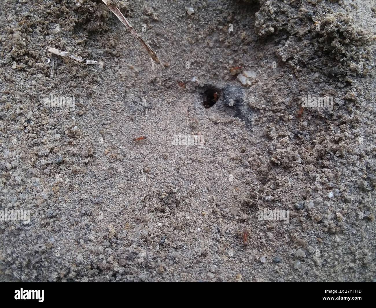 Buren's Pyramid Ant (Dorymyrmex bureni Stock Photo - Alamy