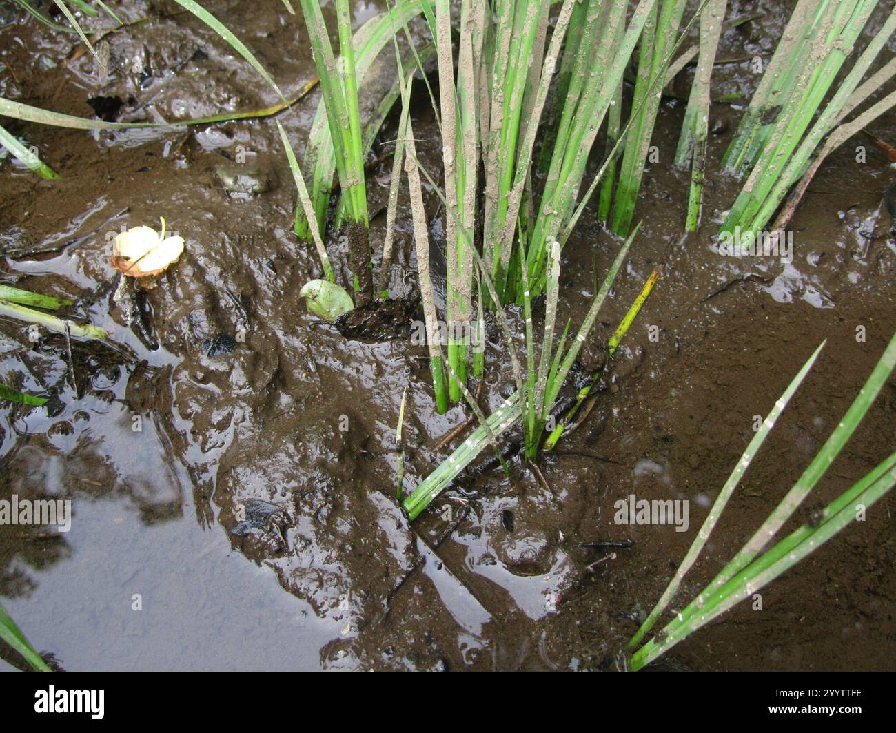 Grassleaf Sweet-Flag (Acorus gramineus Stock Photo - Alamy