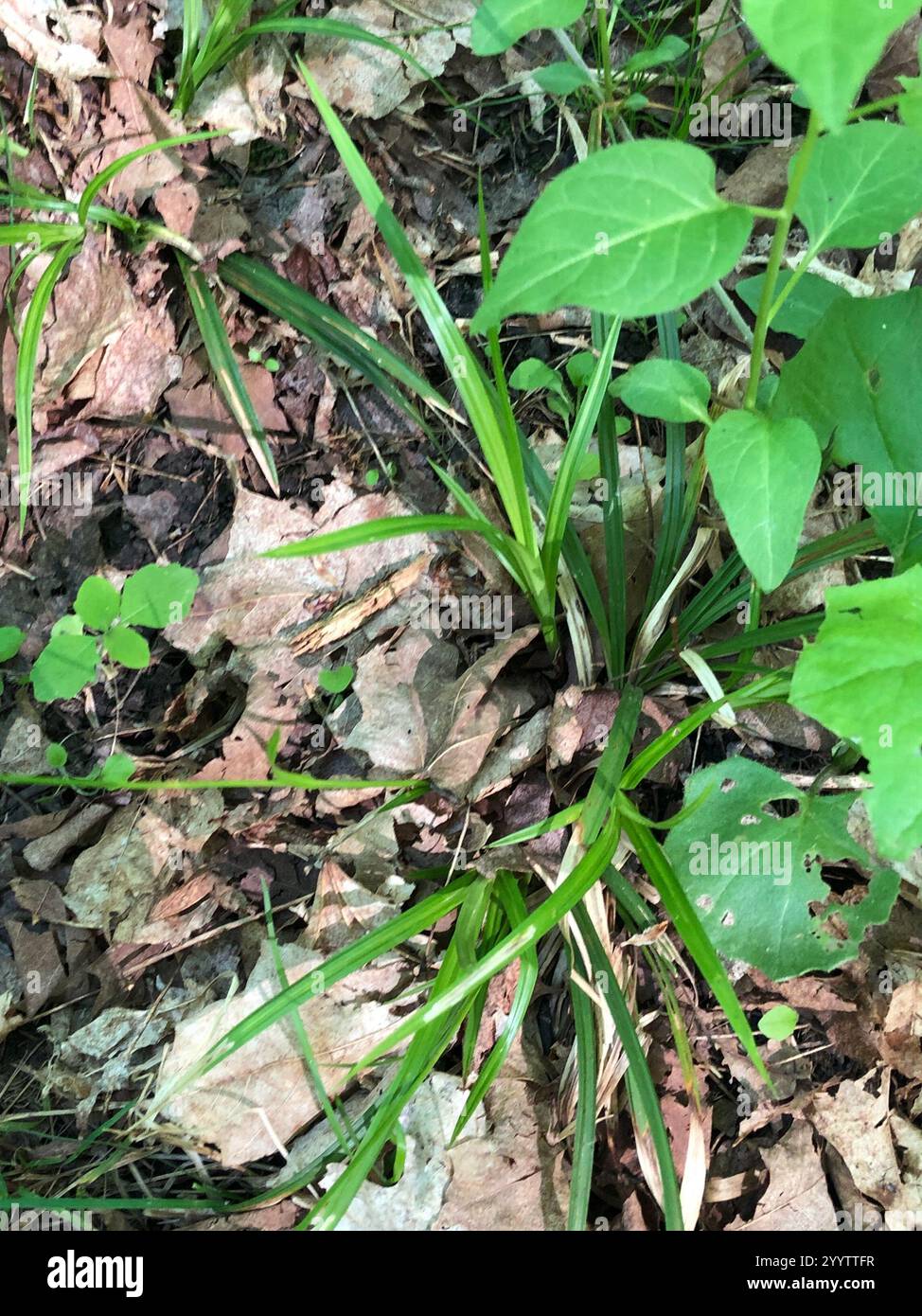 drooping woodland sedge (Carex arctata Stock Photo - Alamy