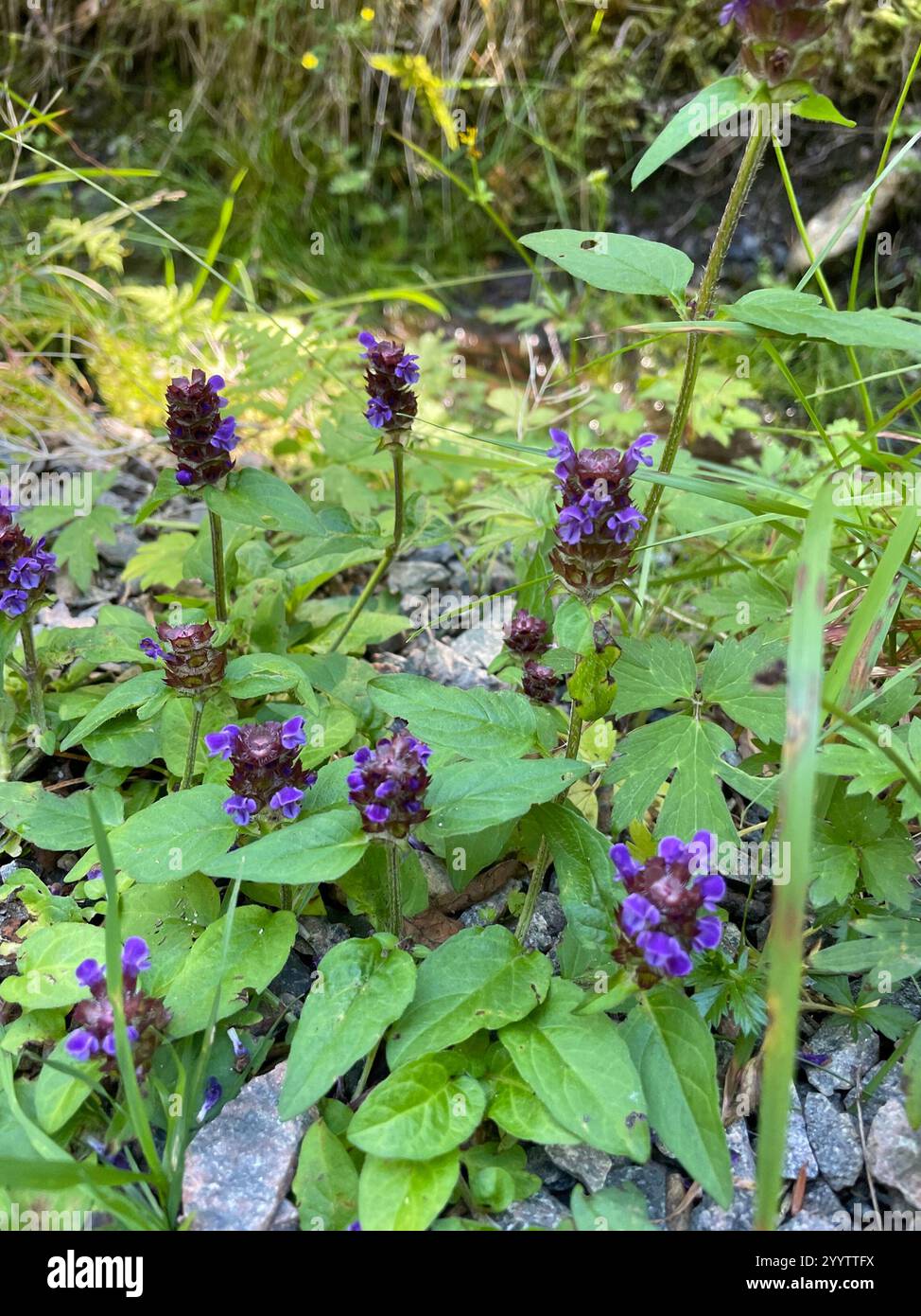 common selfheal (Prunella vulgaris Stock Photo - Alamy