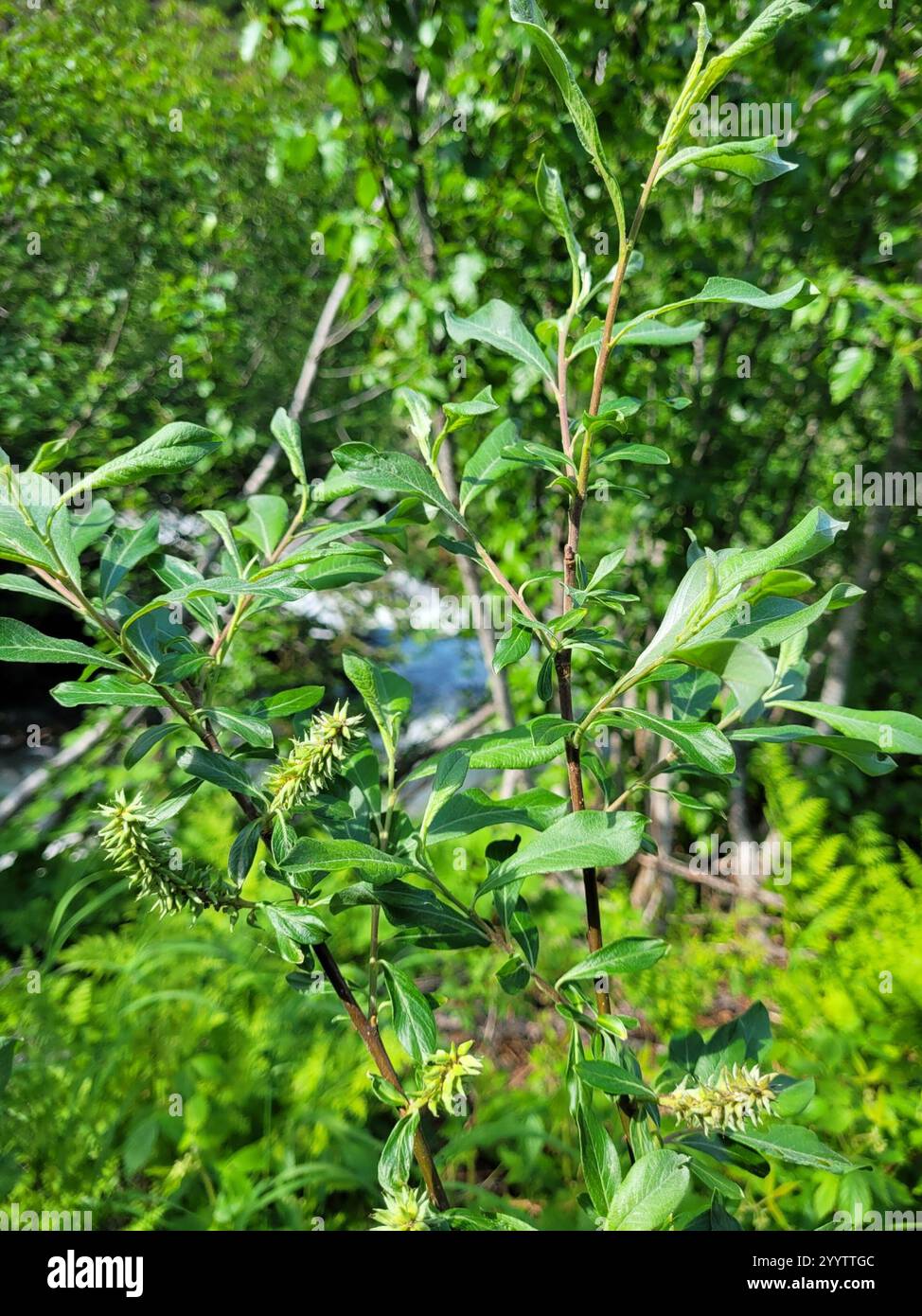 bebb's willow (Salix bebbiana Stock Photo - Alamy