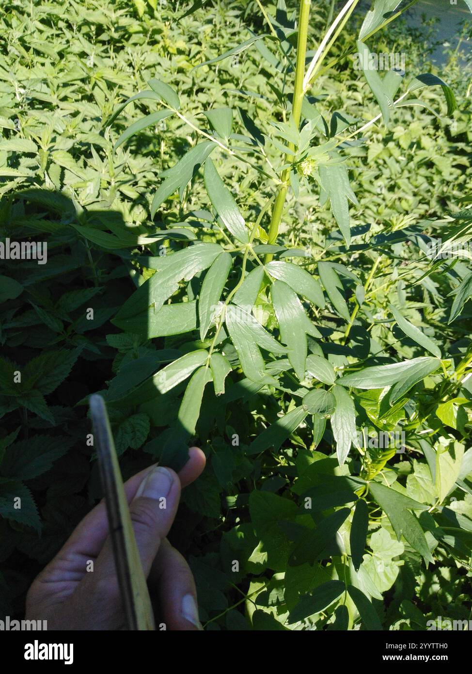 Common Meadow-rue (Thalictrum flavum Stock Photo - Alamy