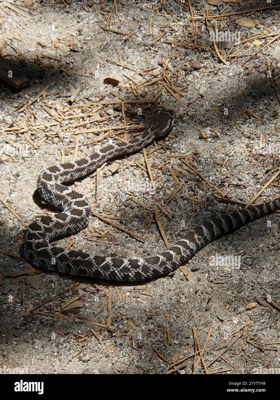 Southern Pacific Rattlesnake (Crotalus oreganus helleri Stock Photo - Alamy