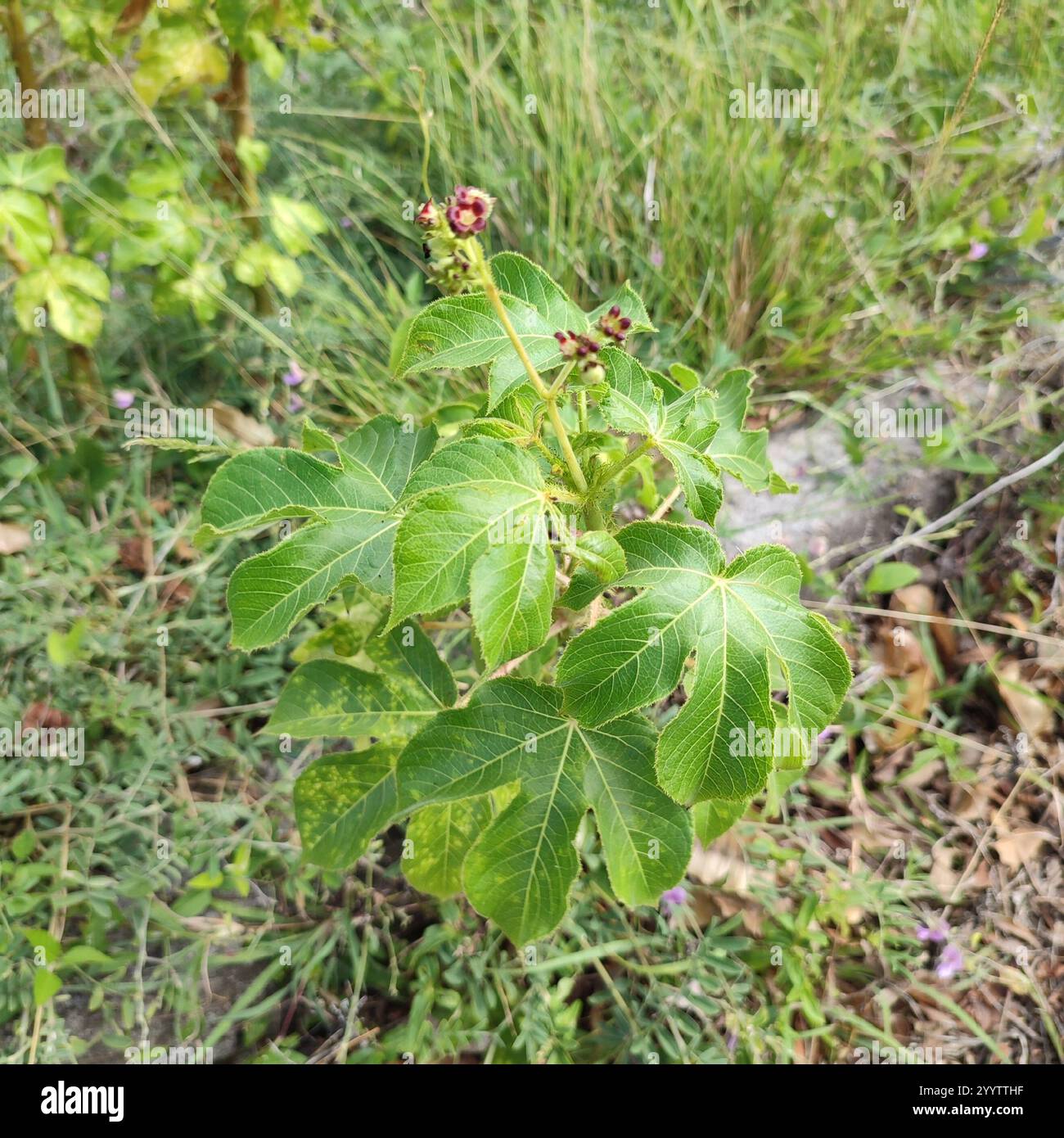 Bellyache Bush (Jatropha gossypiifolia Stock Photo - Alamy