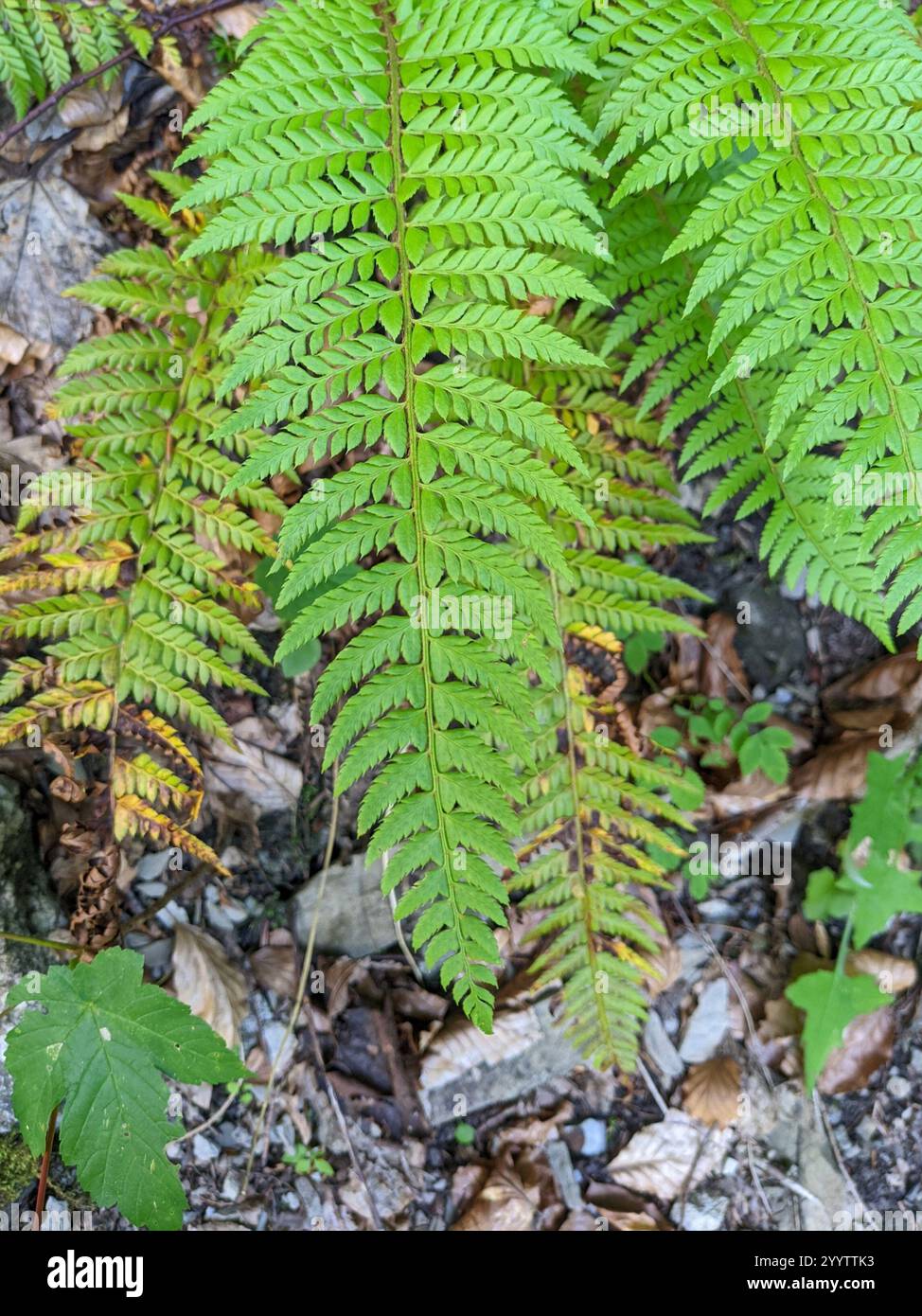 hard shield fern (Polystichum aculeatum Stock Photo - Alamy