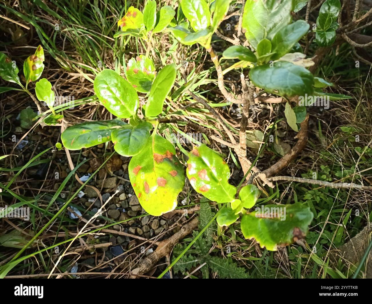 Coprosma repens hi-res stock photography and images - Alamy