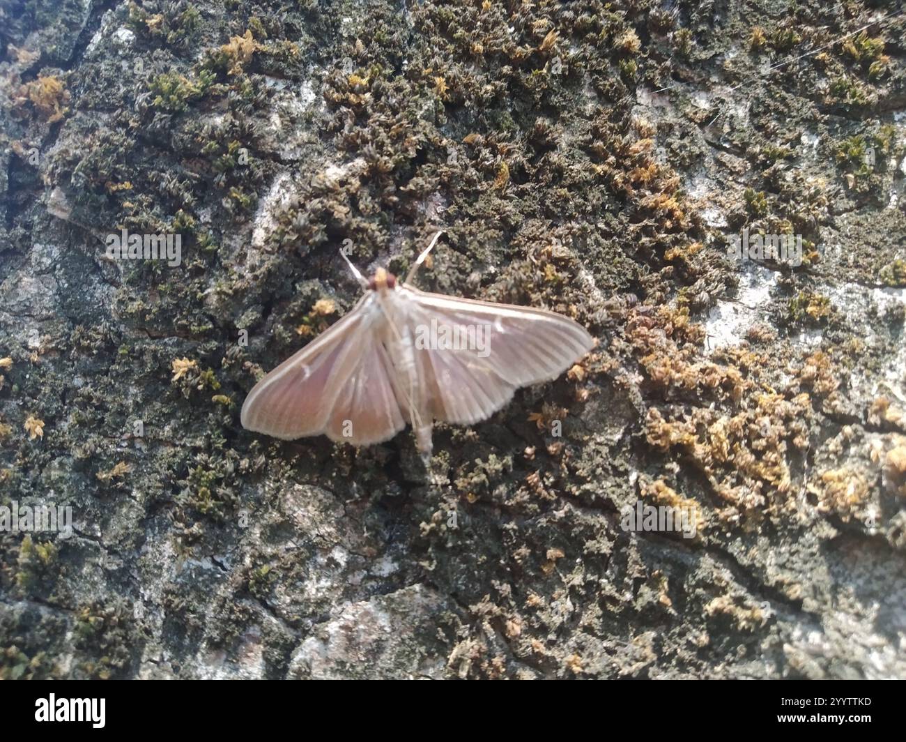Box Tree Moth (Cydalima perspectalis Stock Photo - Alamy