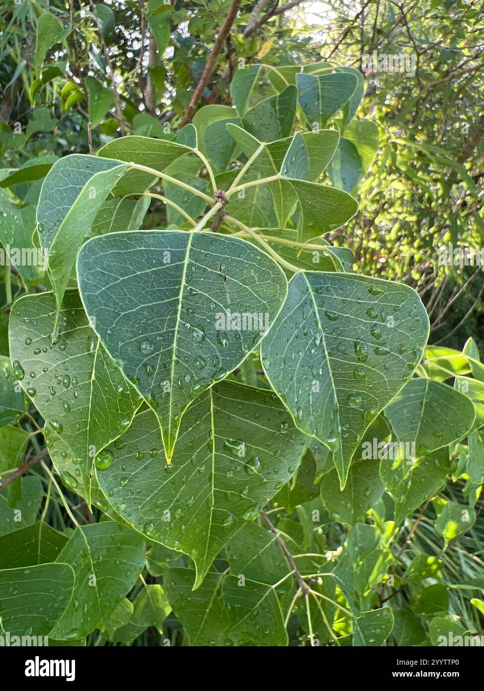 Chinese Tallow (Triadica sebifera Stock Photo - Alamy