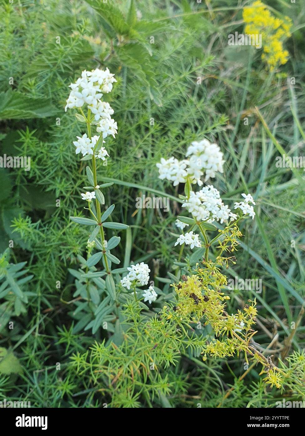 Northern Bedstraw (Galium boreale Stock Photo - Alamy