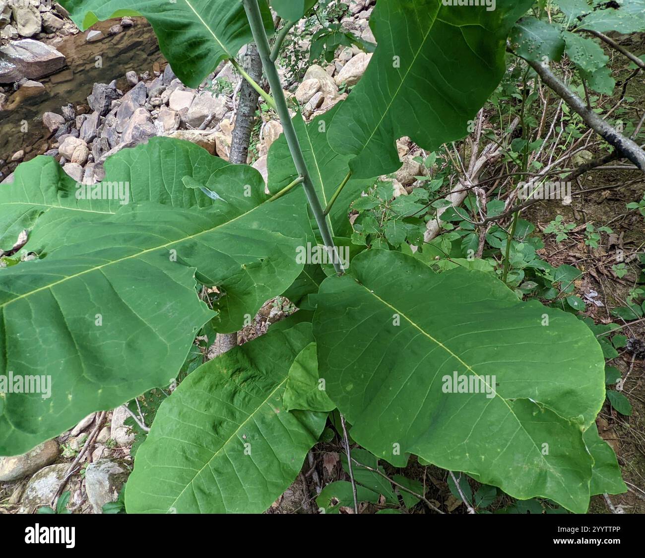 bigleaf magnolia (Magnolia macrophylla Stock Photo - Alamy