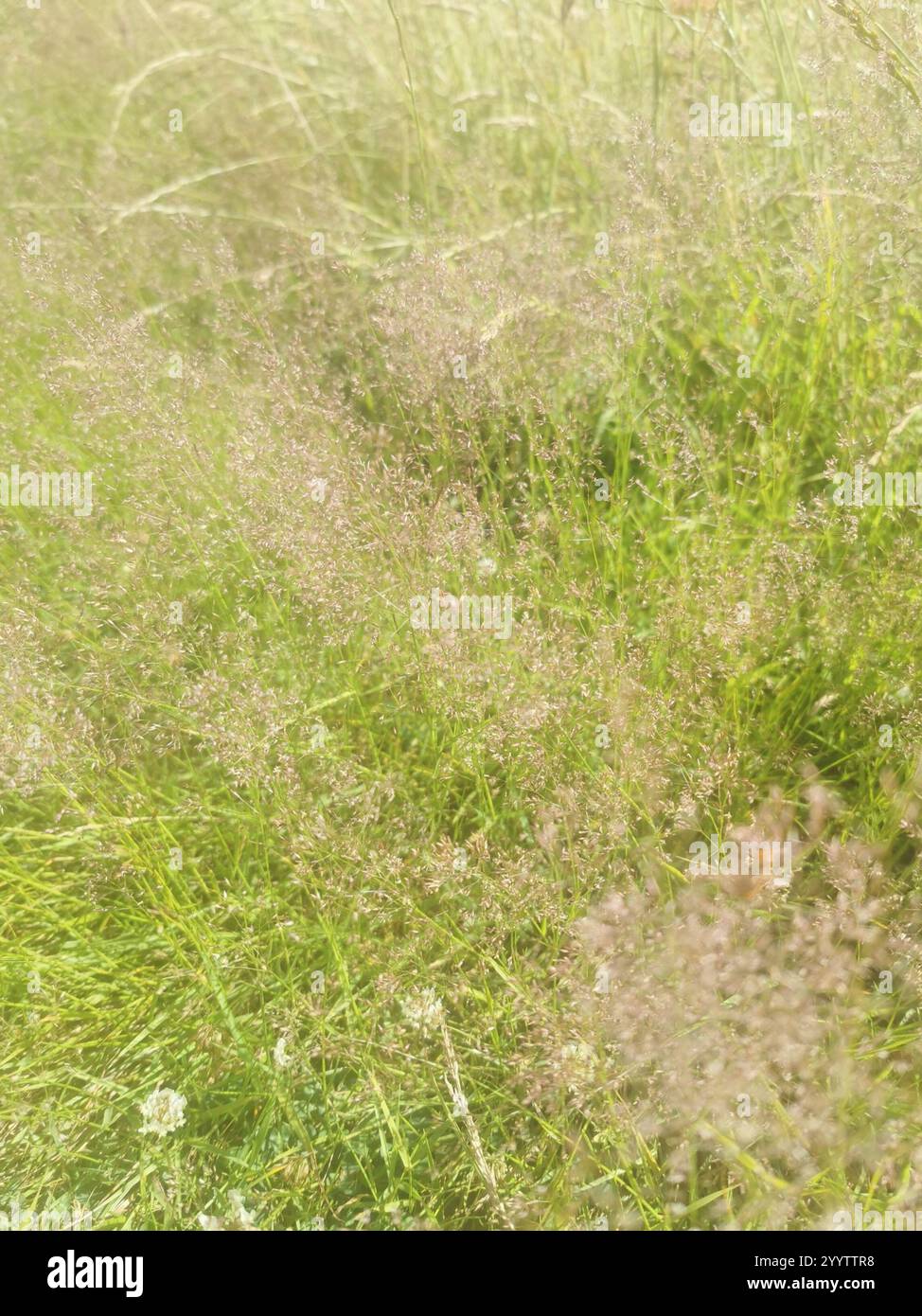 colonial bent (Agrostis capillaris Stock Photo - Alamy