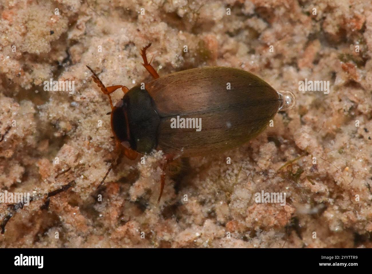 Hydroporus hi-res stock photography and images - Alamy