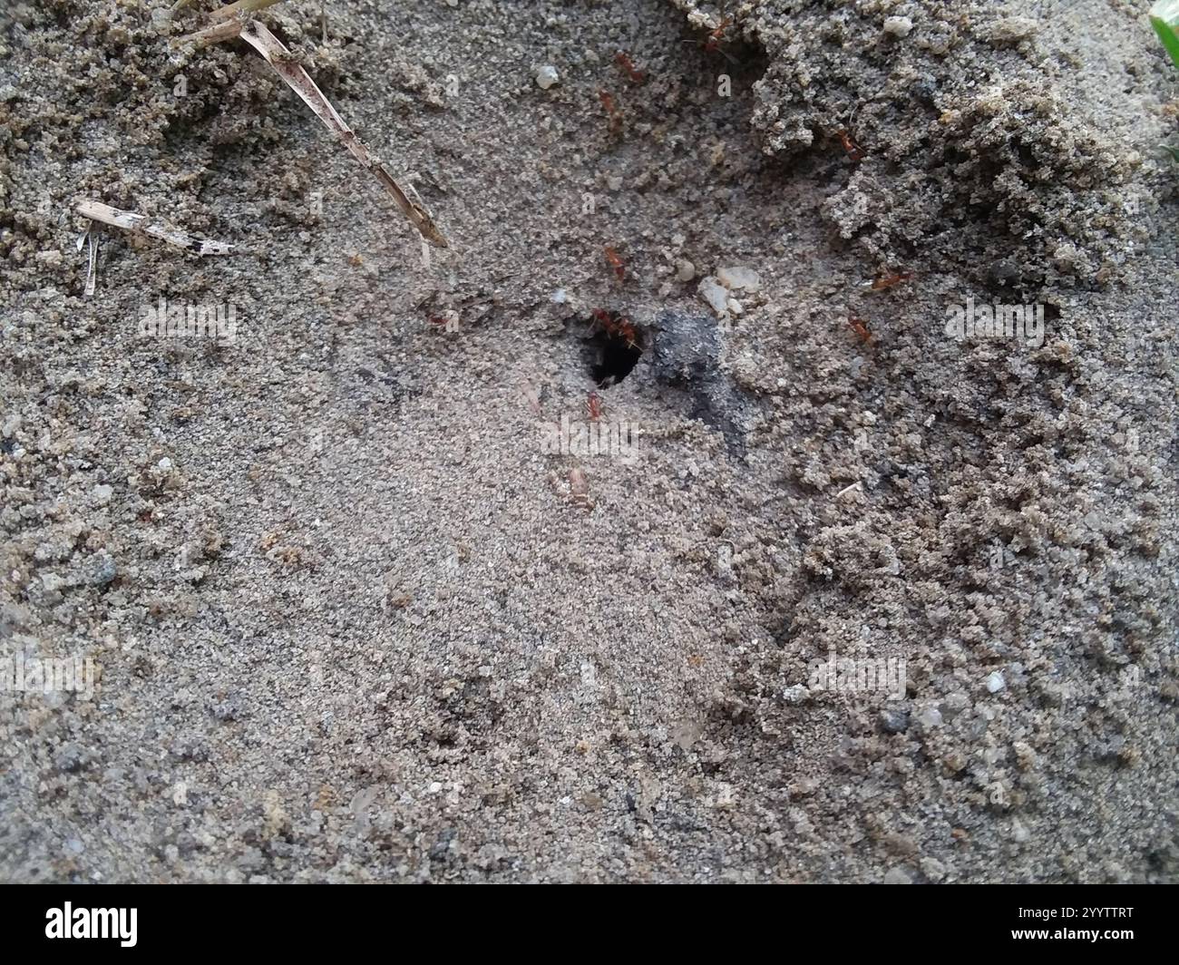 Buren's Pyramid Ant (Dorymyrmex bureni Stock Photo - Alamy