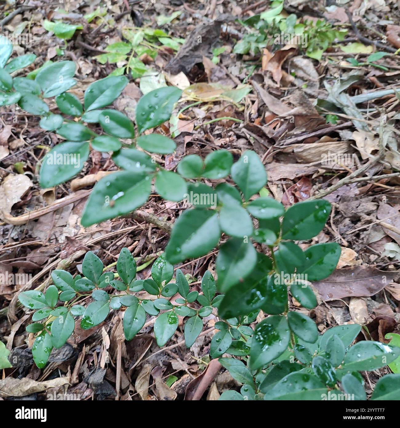 lemondichina (Triphasia trifolia Stock Photo - Alamy