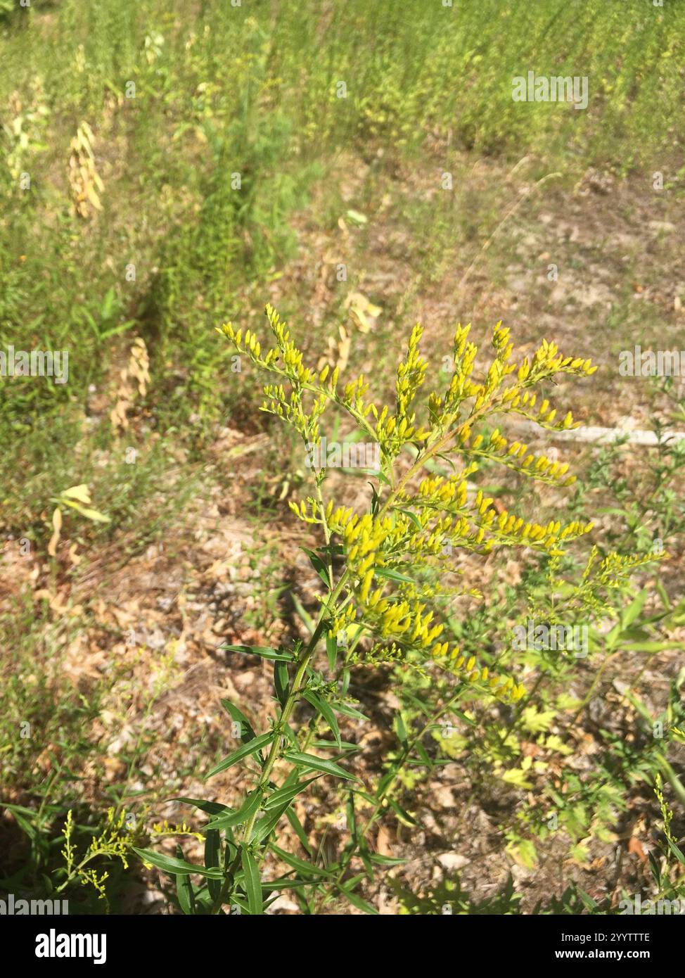 Sweet goldenrod (solidago odora) hi-res stock photography and images ...