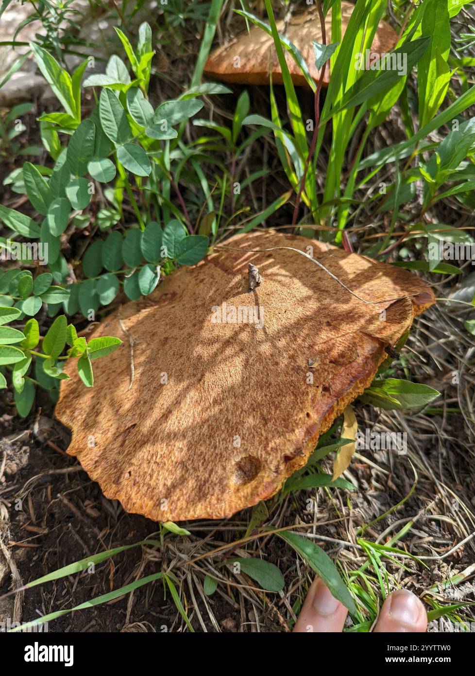 Western Painted Suillus (Suillus lakei Stock Photo - Alamy