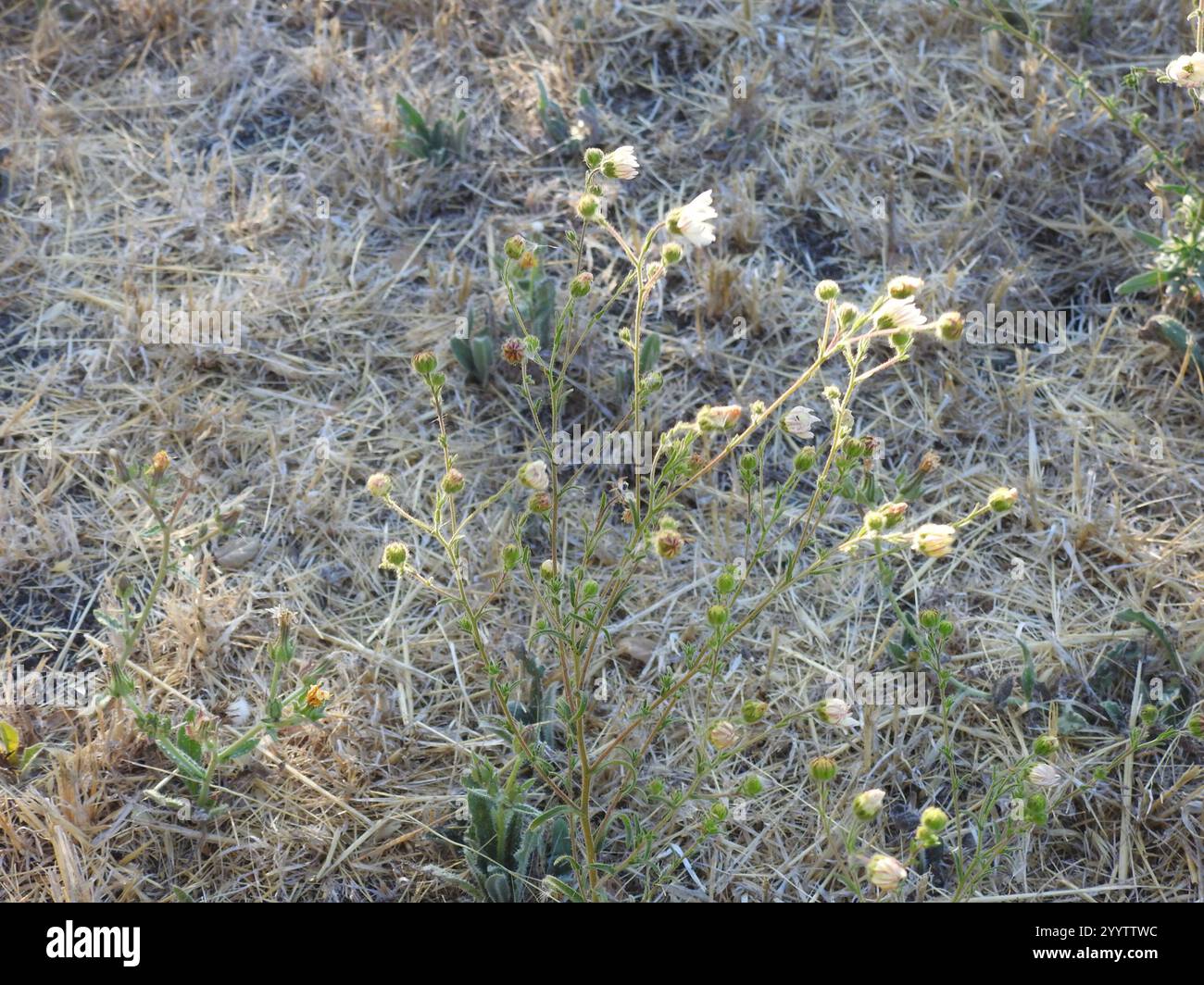 Hayfield Tarweed (Hemizonia congesta Stock Photo - Alamy