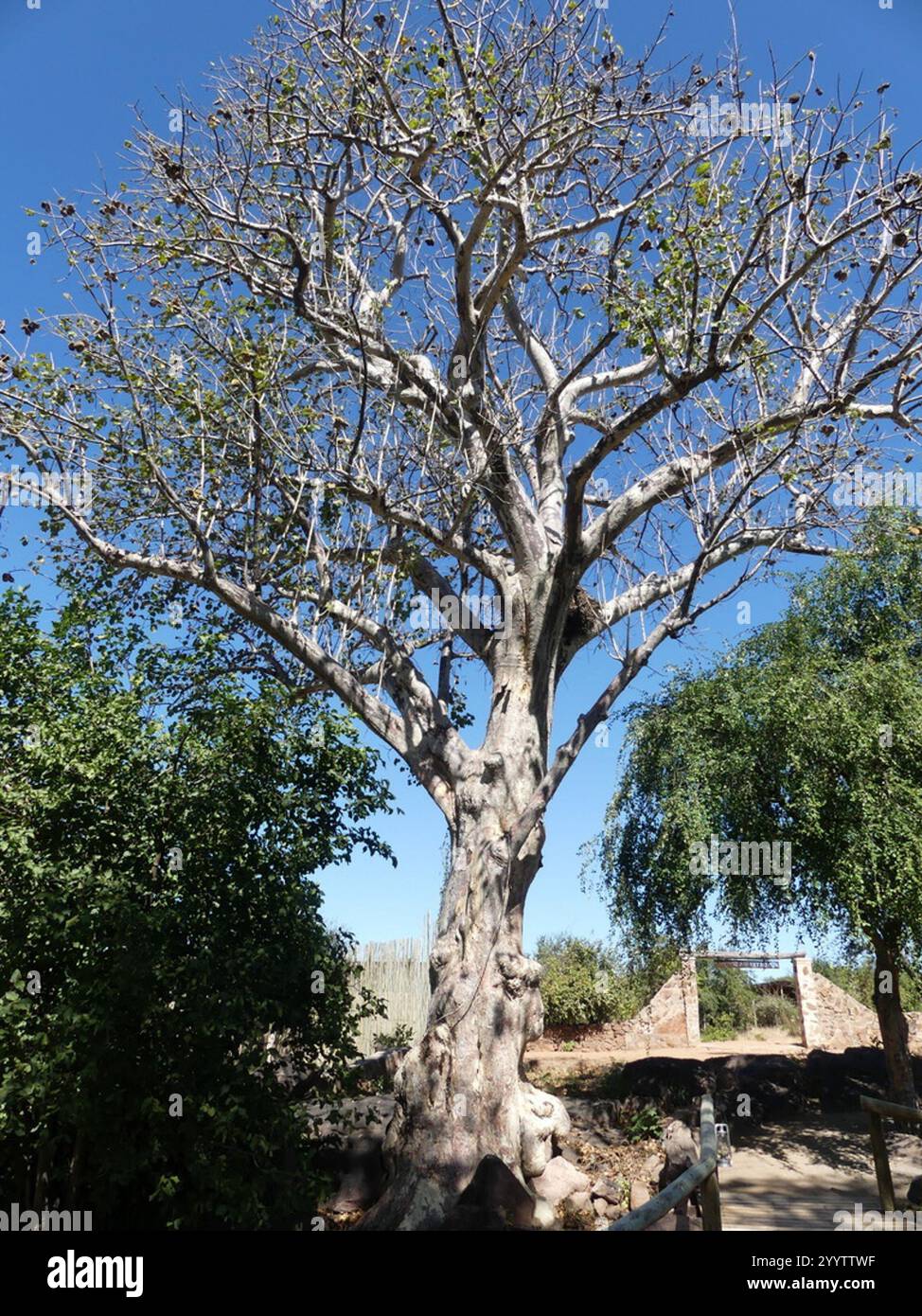 African Star-Chestnut (Sterculia africana Stock Photo - Alamy