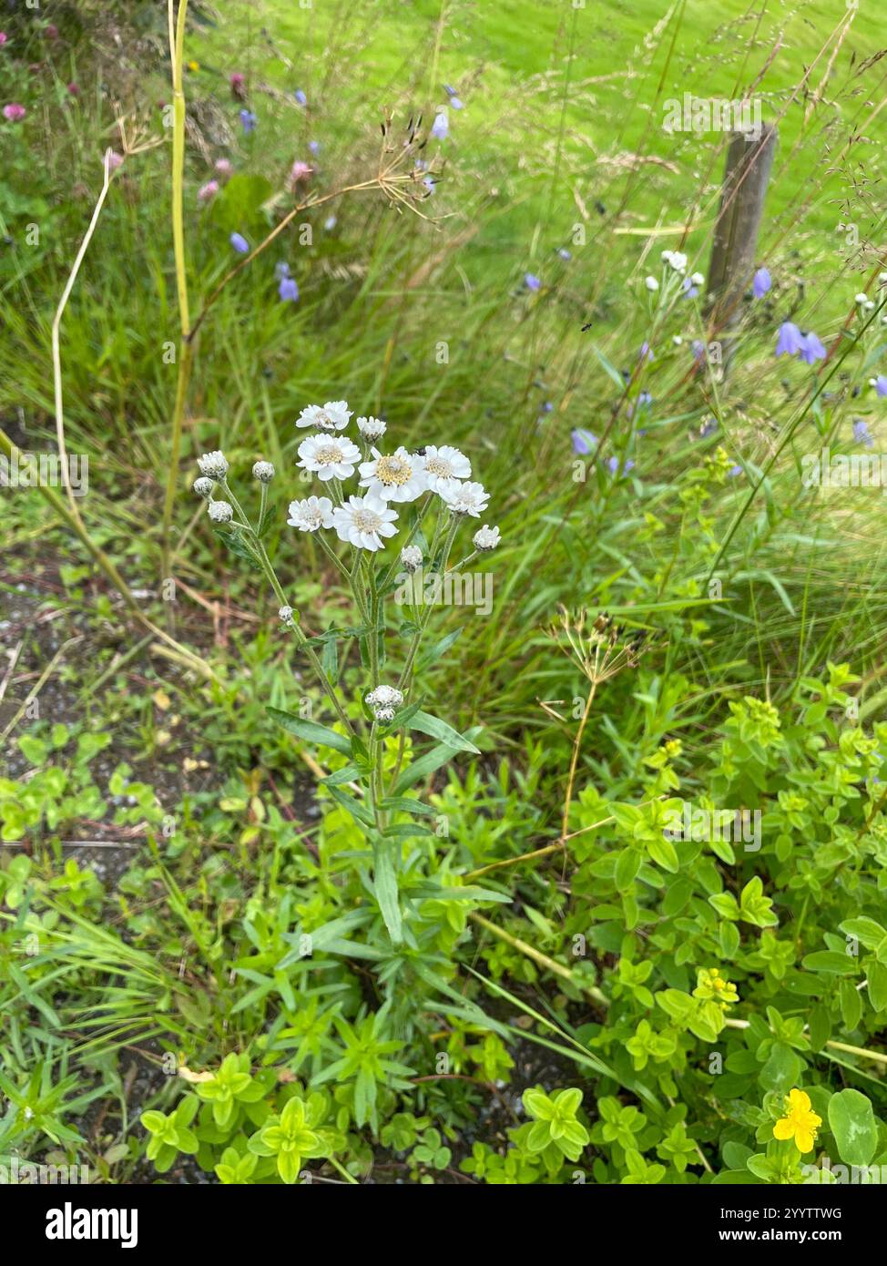 Sneezewort (Achillea ptarmica Stock Photo - Alamy