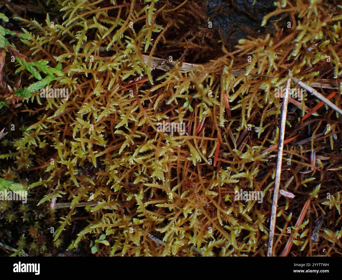 fern-leaved hook-moss (Cratoneuron filicinum Stock Photo - Alamy