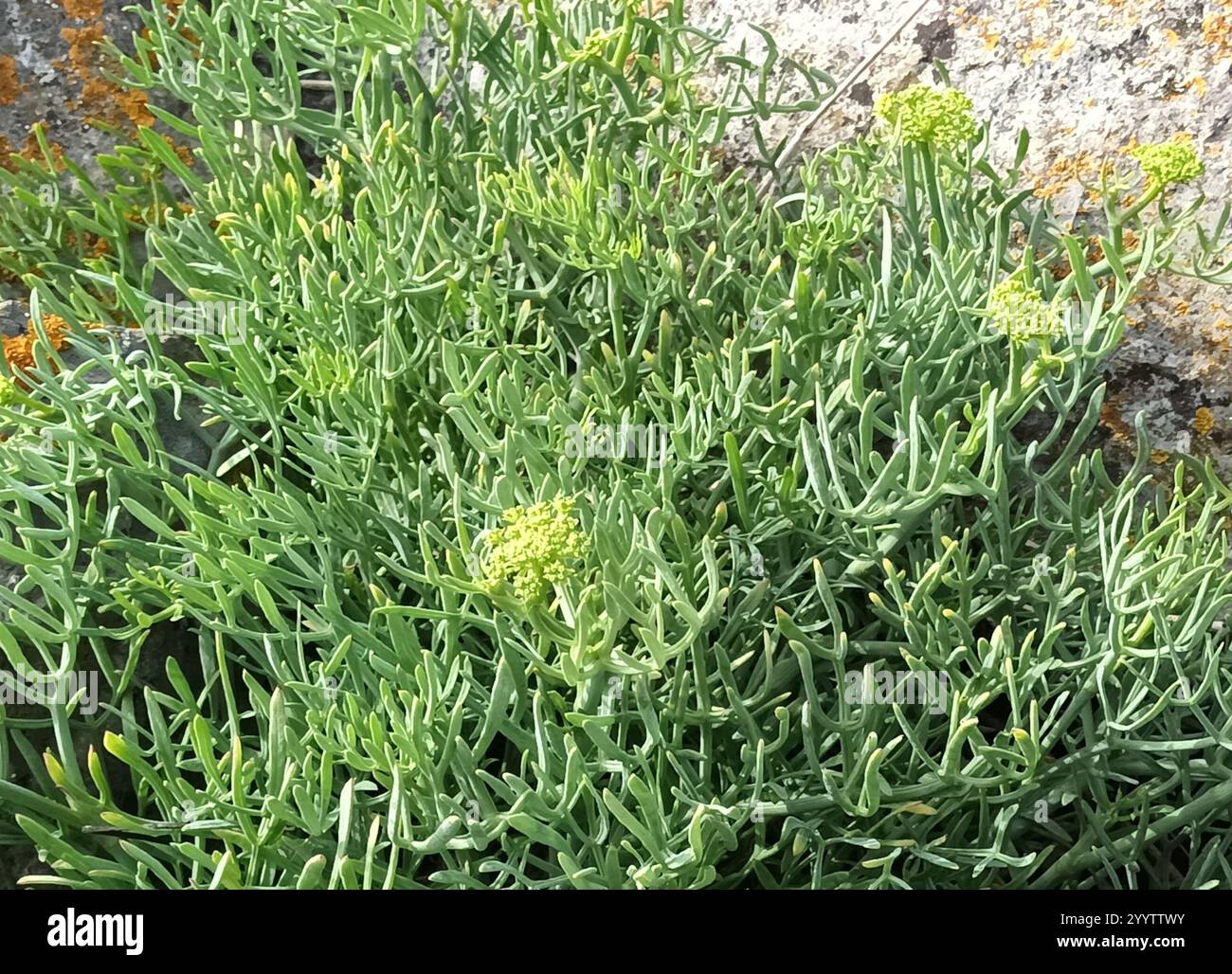 rock samphire (Crithmum maritimum Stock Photo - Alamy