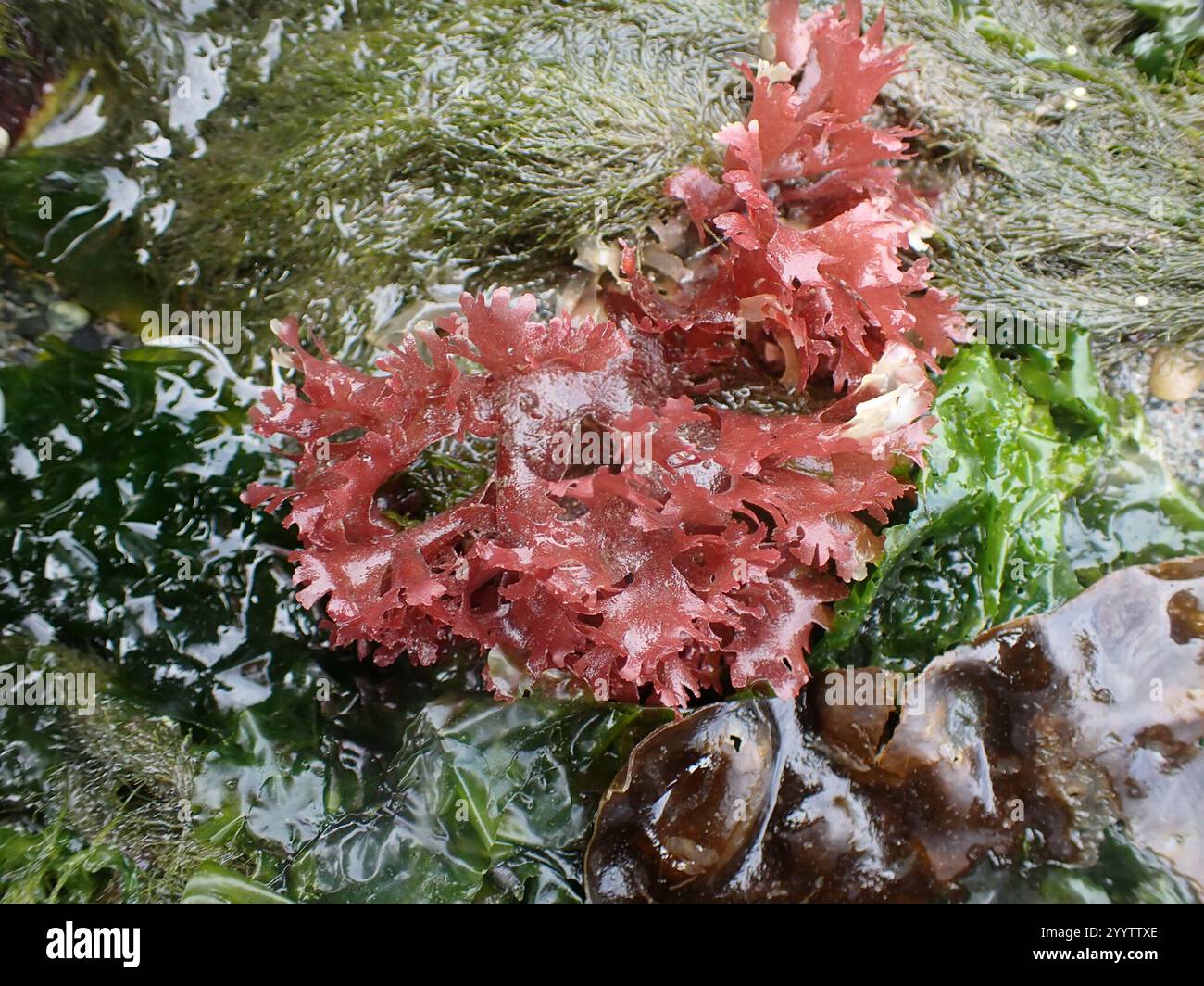 red algae (Rhodophyta Stock Photo - Alamy