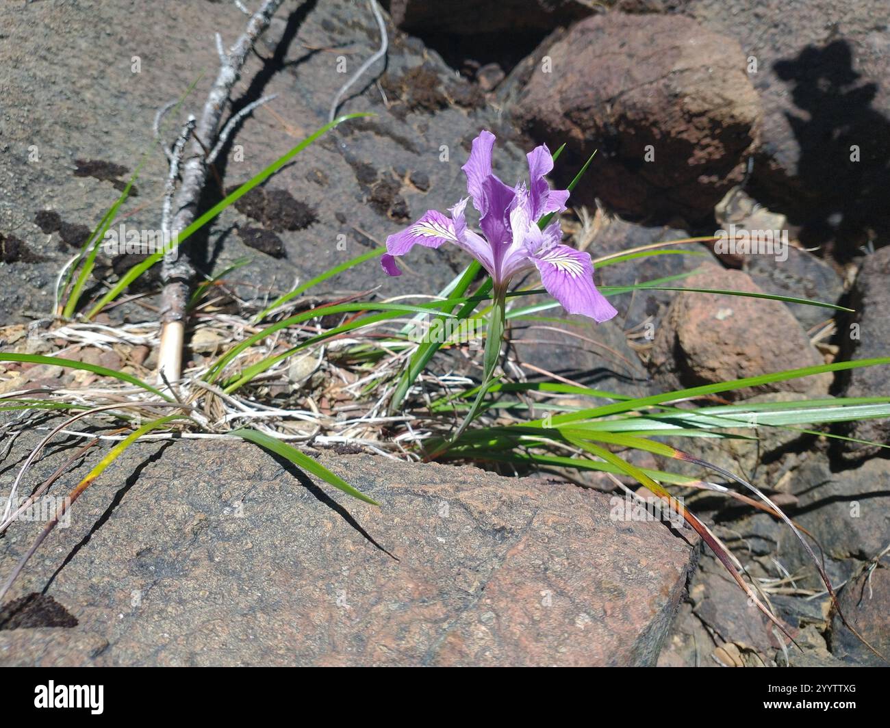 (Iris × thompsonii Stock Photo - Alamy