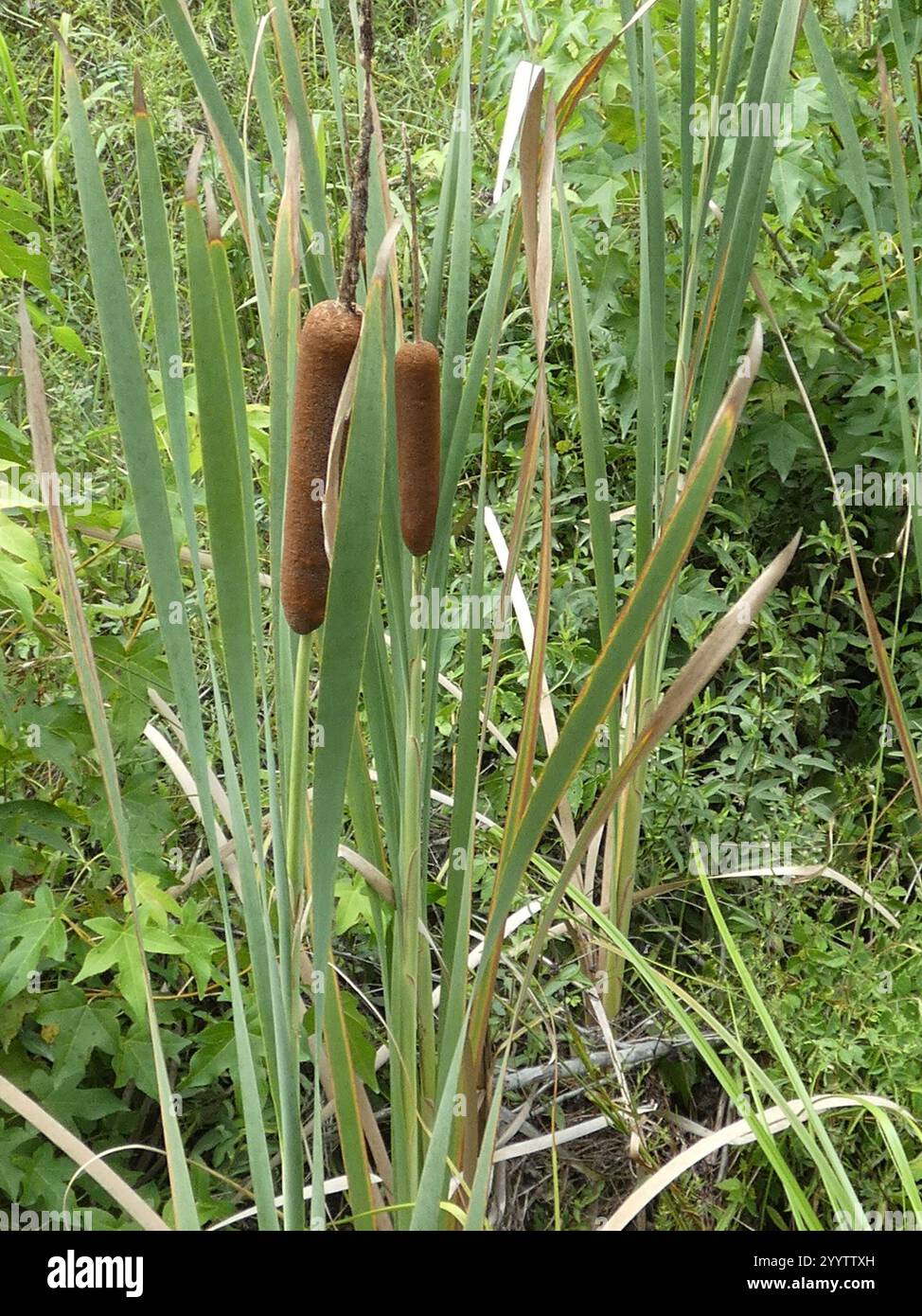 broadleaf cattail (Typha latifolia Stock Photo - Alamy