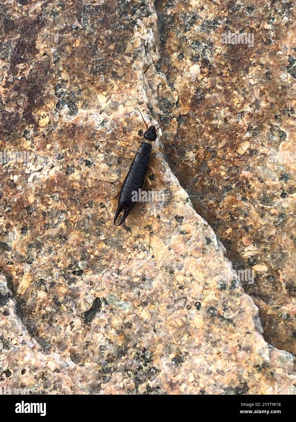 Anisolabis maritima hi-res stock photography and images - Alamy