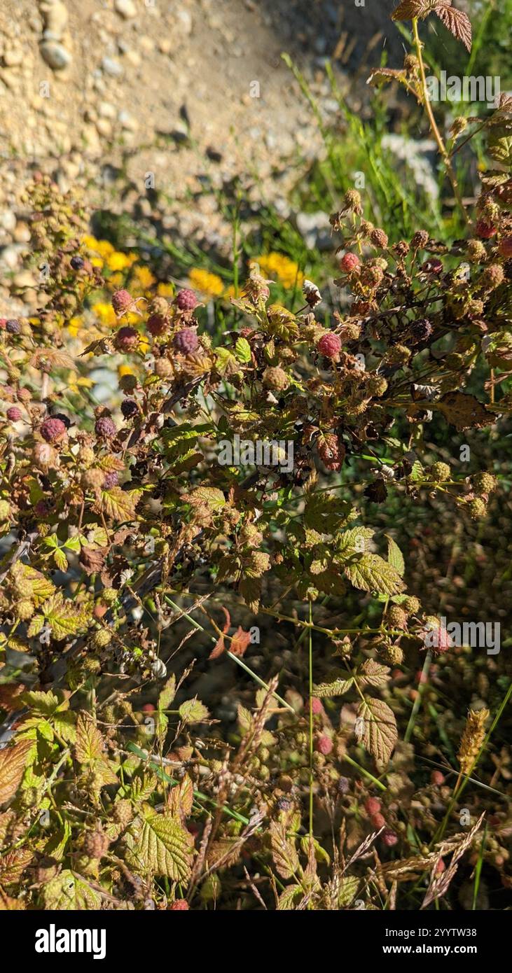 whitebark raspberry (Rubus leucodermis Stock Photo - Alamy