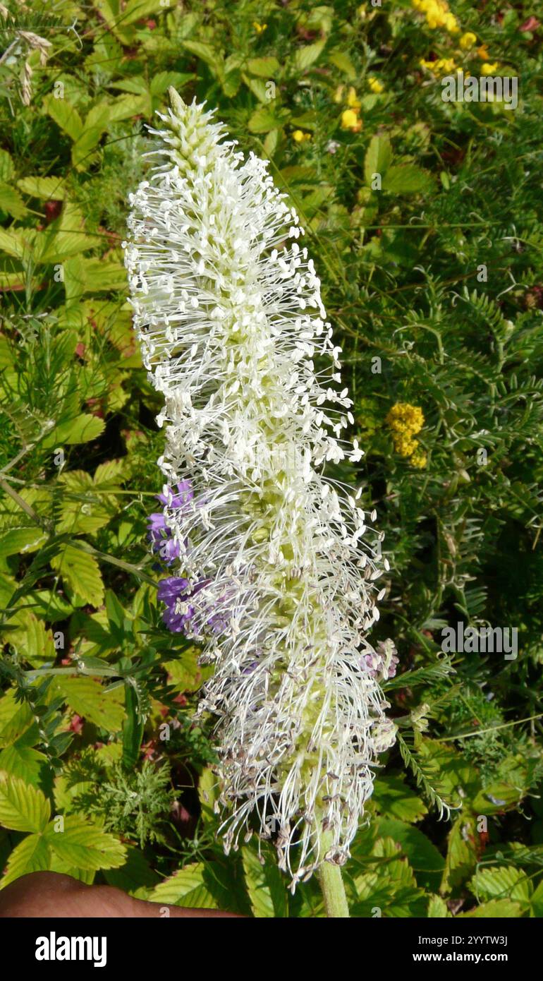 Plantago maxima hi-res stock photography and images - Alamy